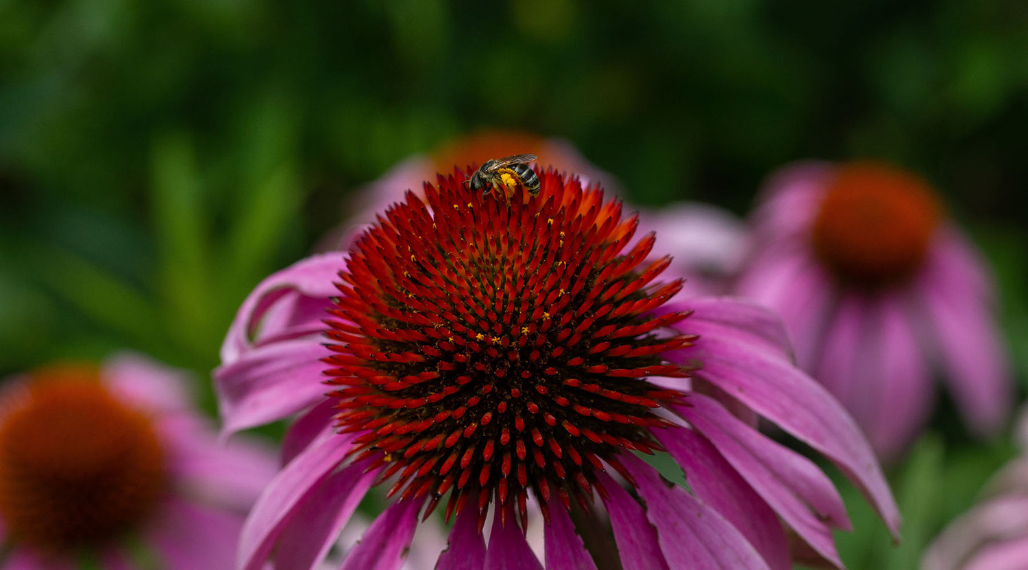How Pollinators Feed Us All — What Are They and How You Can Help ...